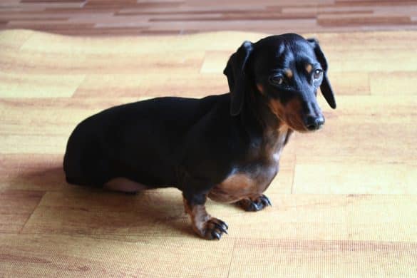 Urban Potty Training: How To Potty Train A Puppy In An Apartment ...